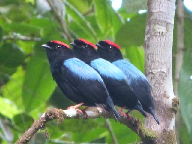 Blue-backed Manakin